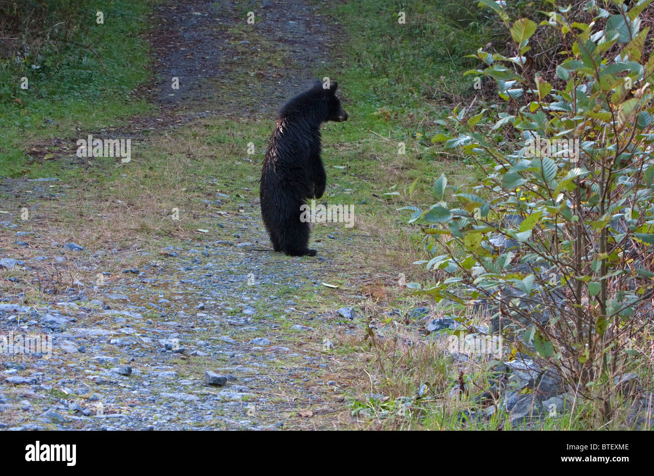 Black Bear Ursus americanus cub standing on hind legs looking for ...
