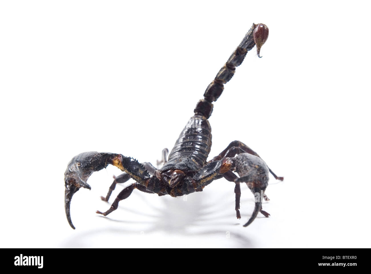 Scorpion fight hi-res stock photography and images - Alamy