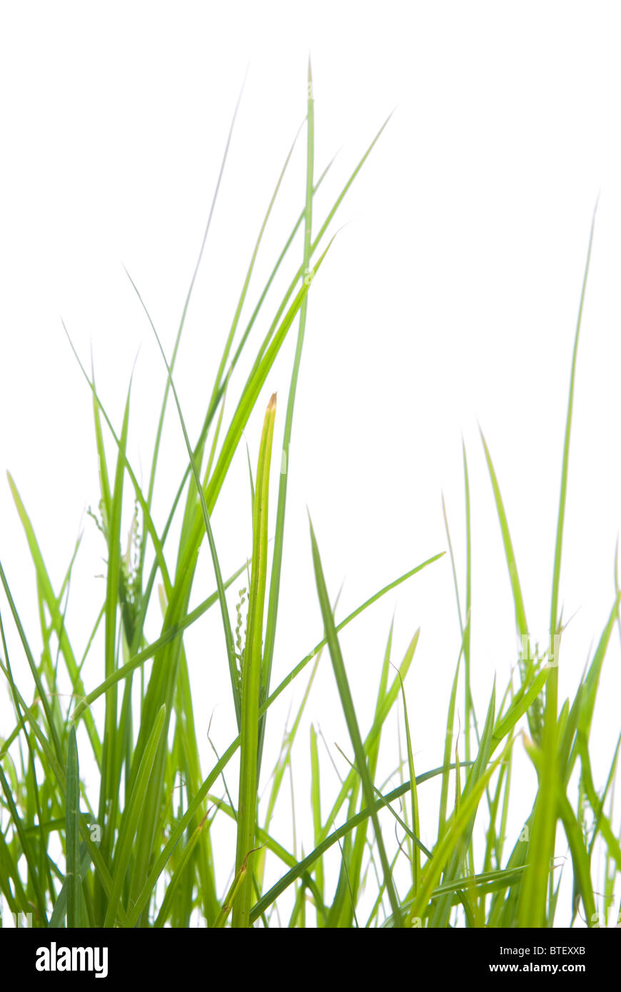 Grass background fresh grasses hi-res stock photography and images - Alamy