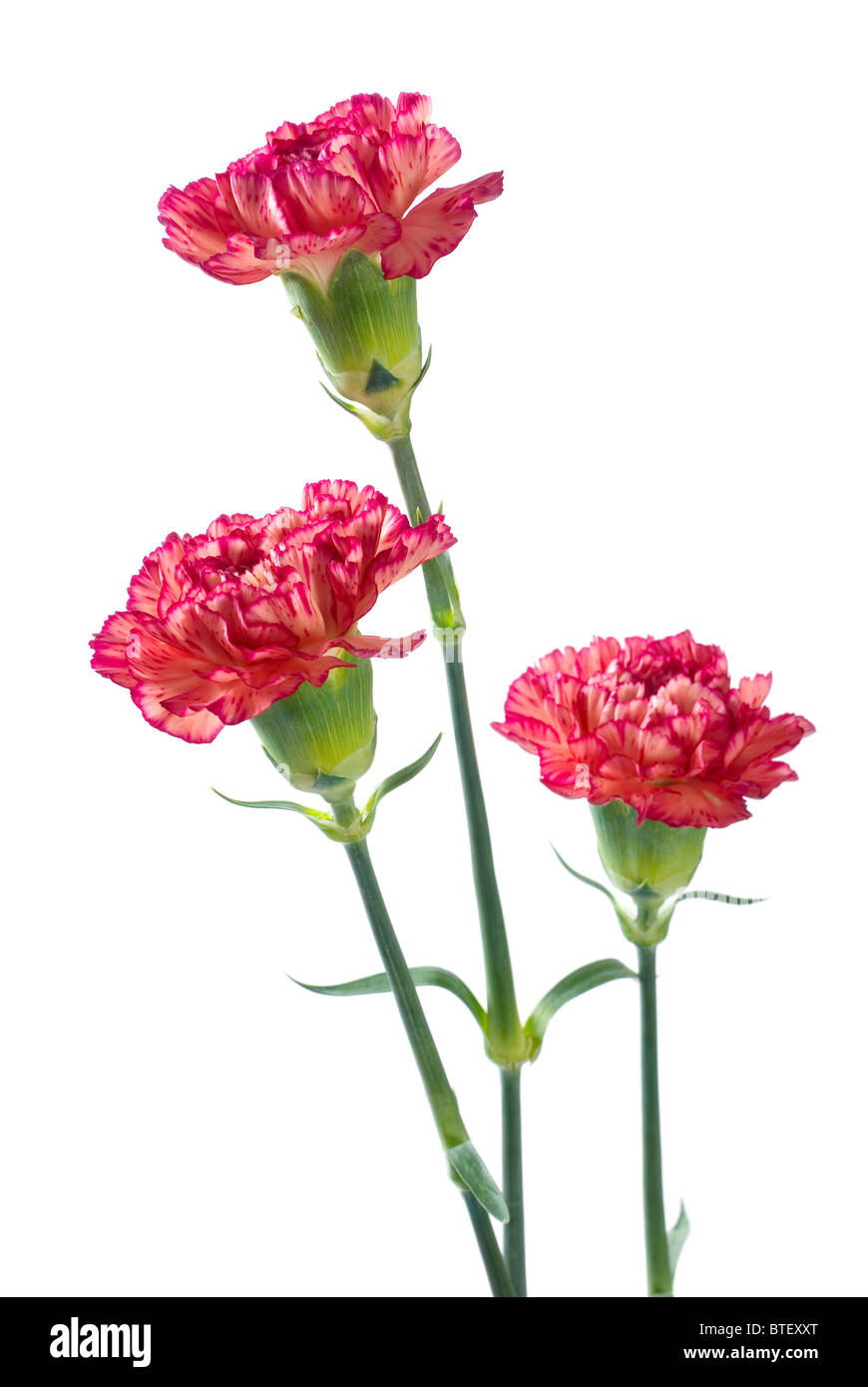 Carnation blossom Cut Out Stock Images & Pictures - Alamy