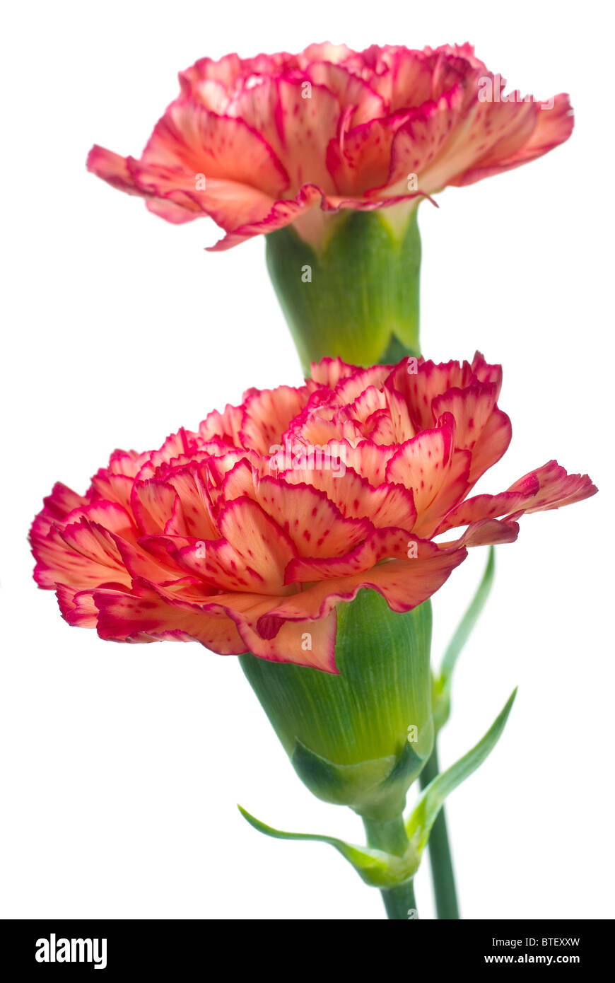 Carnation blossom Cut Out Stock Images & Pictures - Alamy