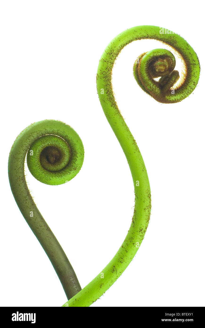 Fern plant new growth Cut Out Stock Images & Pictures - Alamy