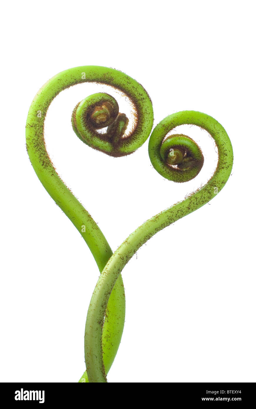 Fern plant new growth Cut Out Stock Images & Pictures - Alamy