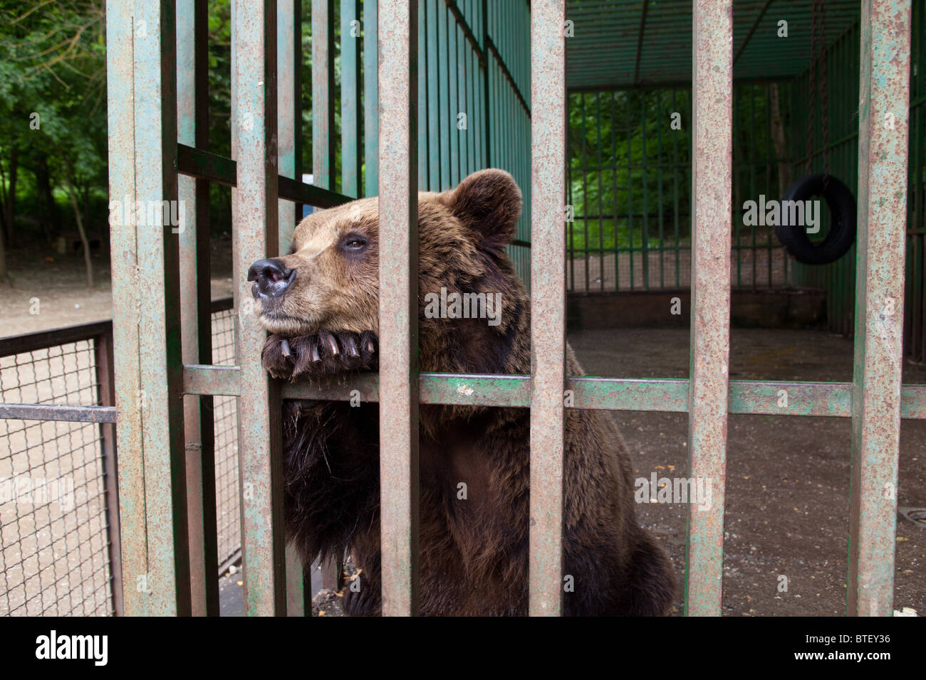 Brown bear in Germia Park Pristina Kosovo Stock Photo - Alamy