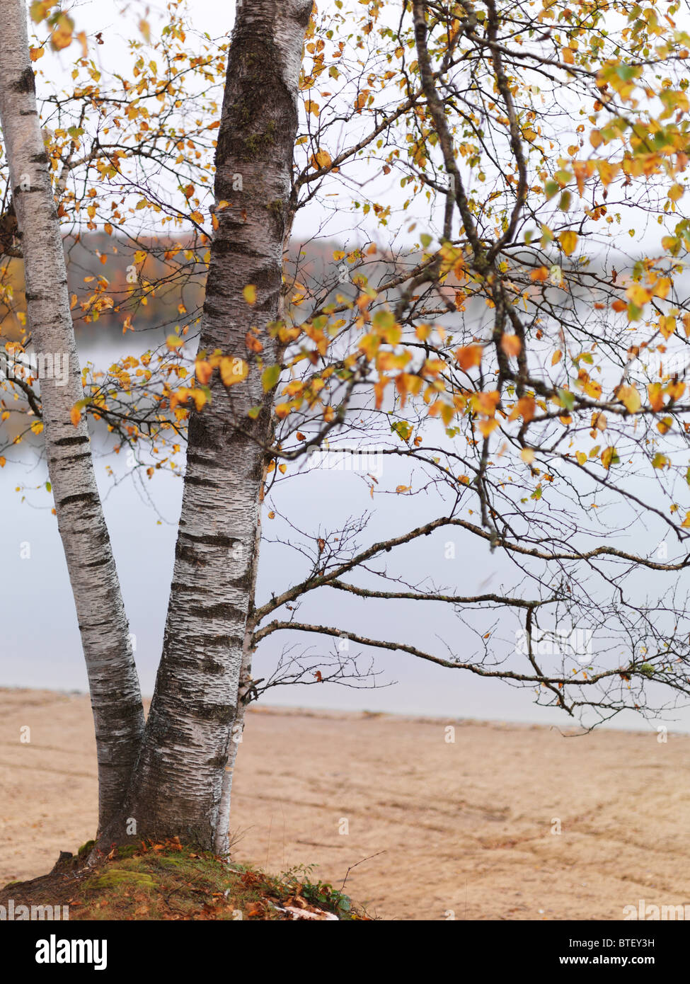 Fall nature scenery of a birch tree at a lake Stock Photo - Alamy