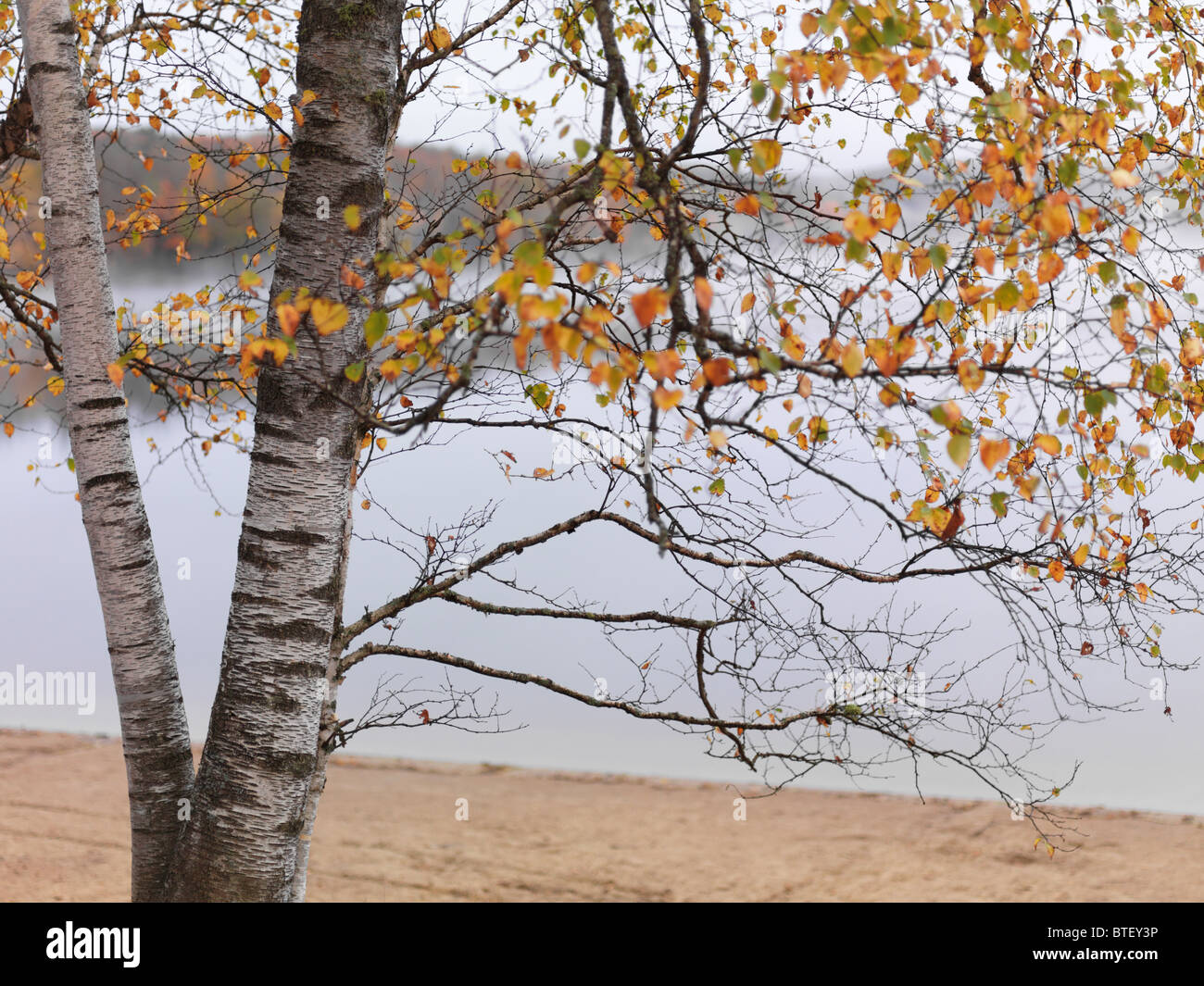 Fall nature scenery of a birch tree at a lake Stock Photo - Alamy