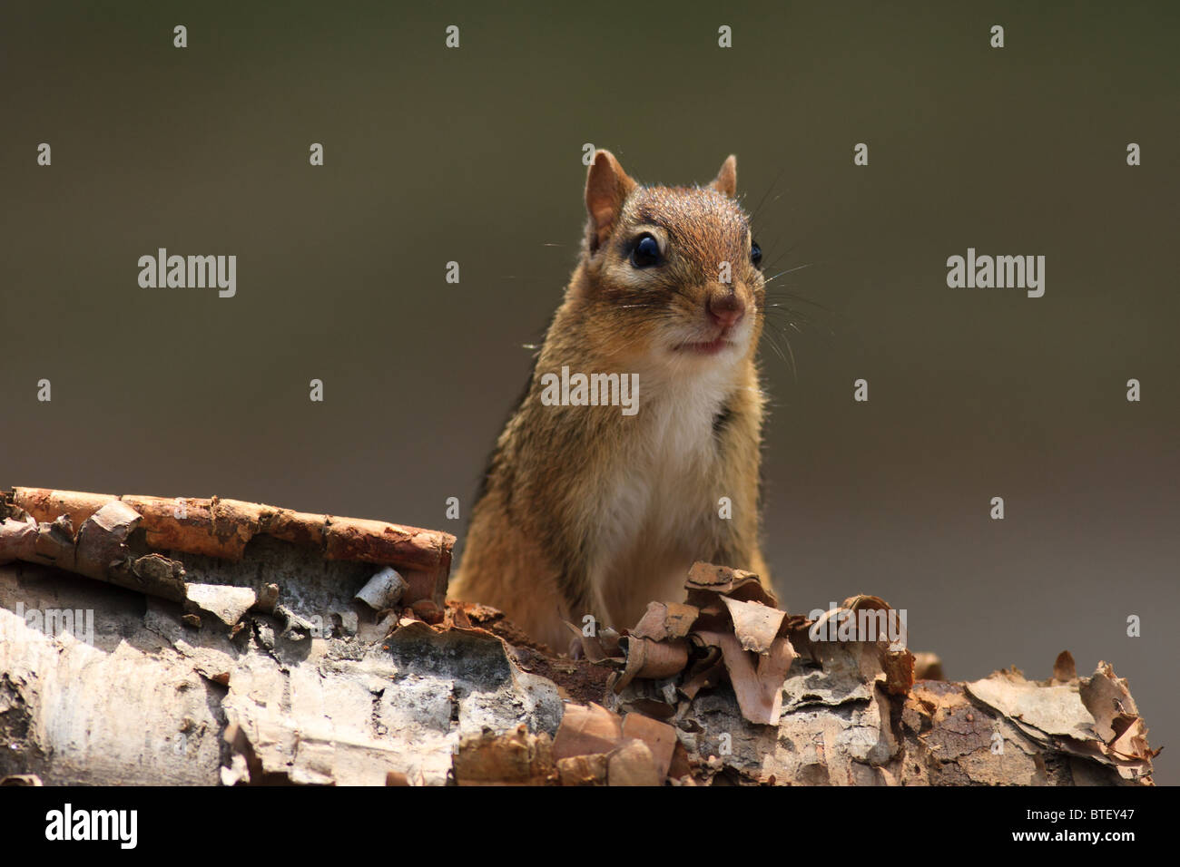 Chipmunk nose hi-res stock photography and images - Alamy
