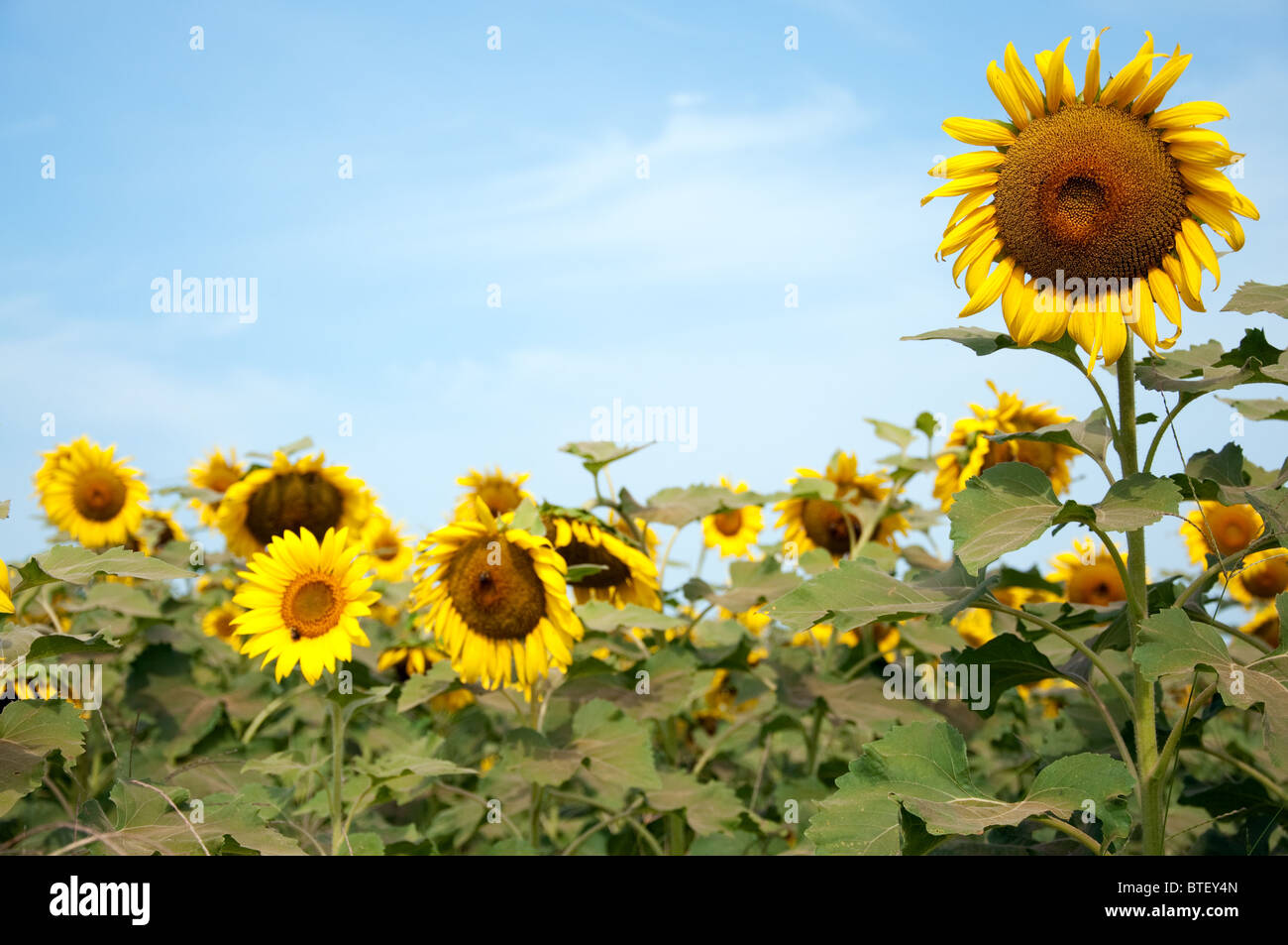 Sunflower standing taller than other sunflowers in field Stock Photo ...