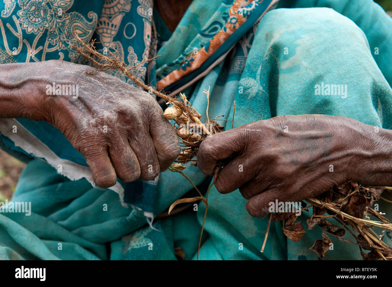 Old Indian womans hands with harvested peanut plant collecting nuts in ...
