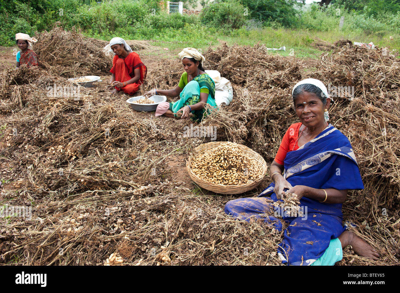 Harvesting Peanuts