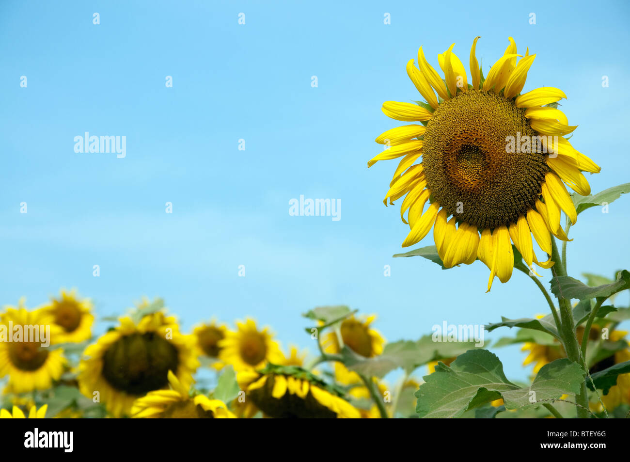 Tall sunflower hi-res stock photography and images - Alamy