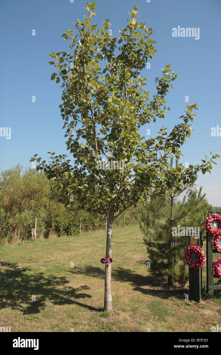 A tree dedicated to members of the SOE, National Memorial Arboretum ...