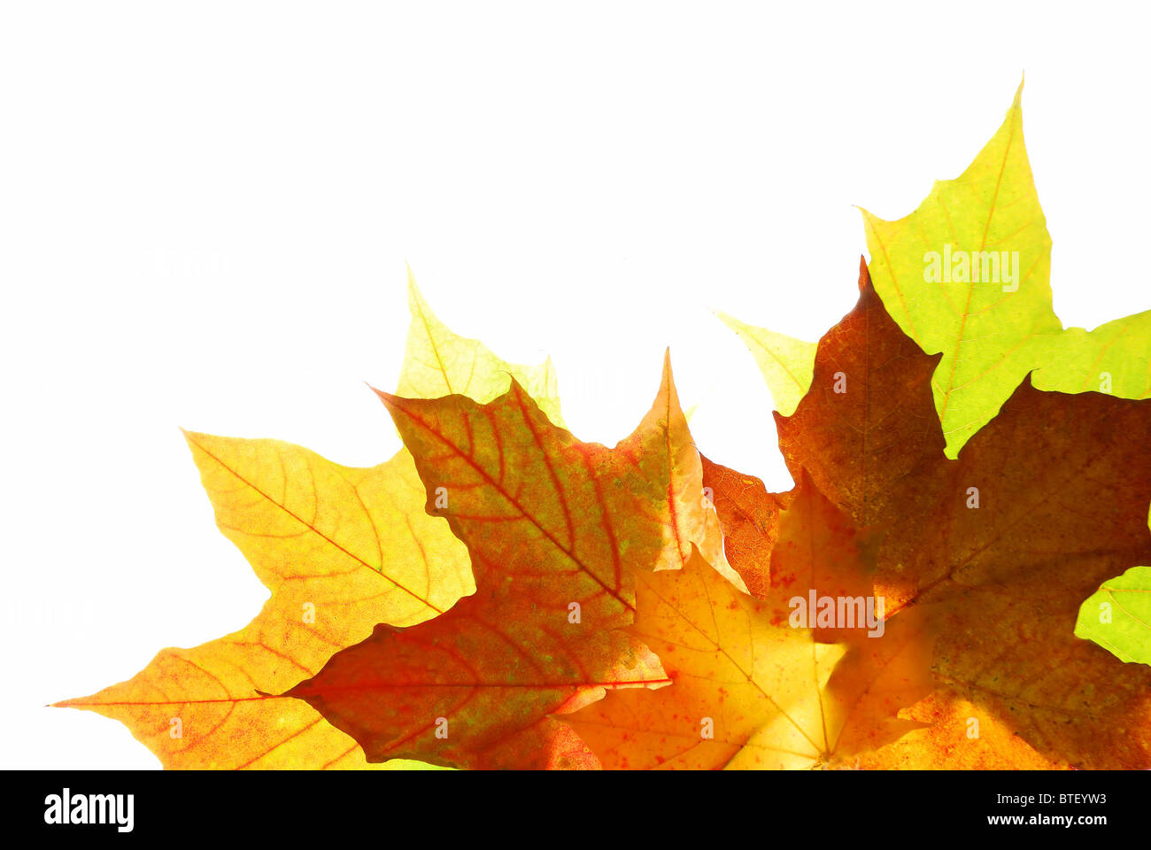 Autumn maple leaves isolated on white background Stock Photo - Alamy