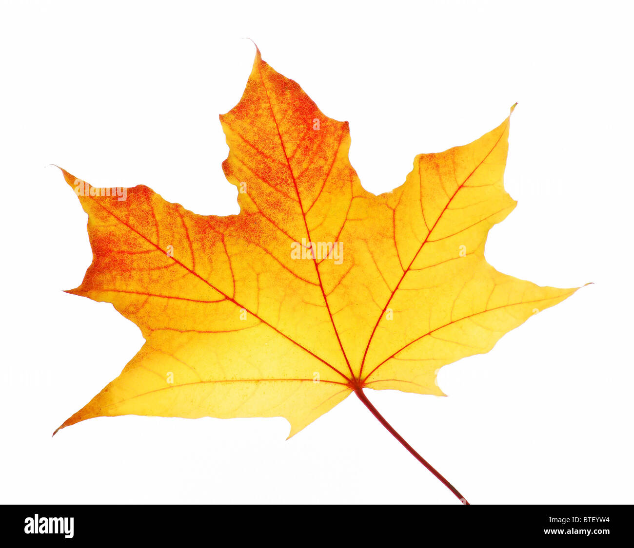 Autumn maple leaf isolated on white background Stock Photo - Alamy