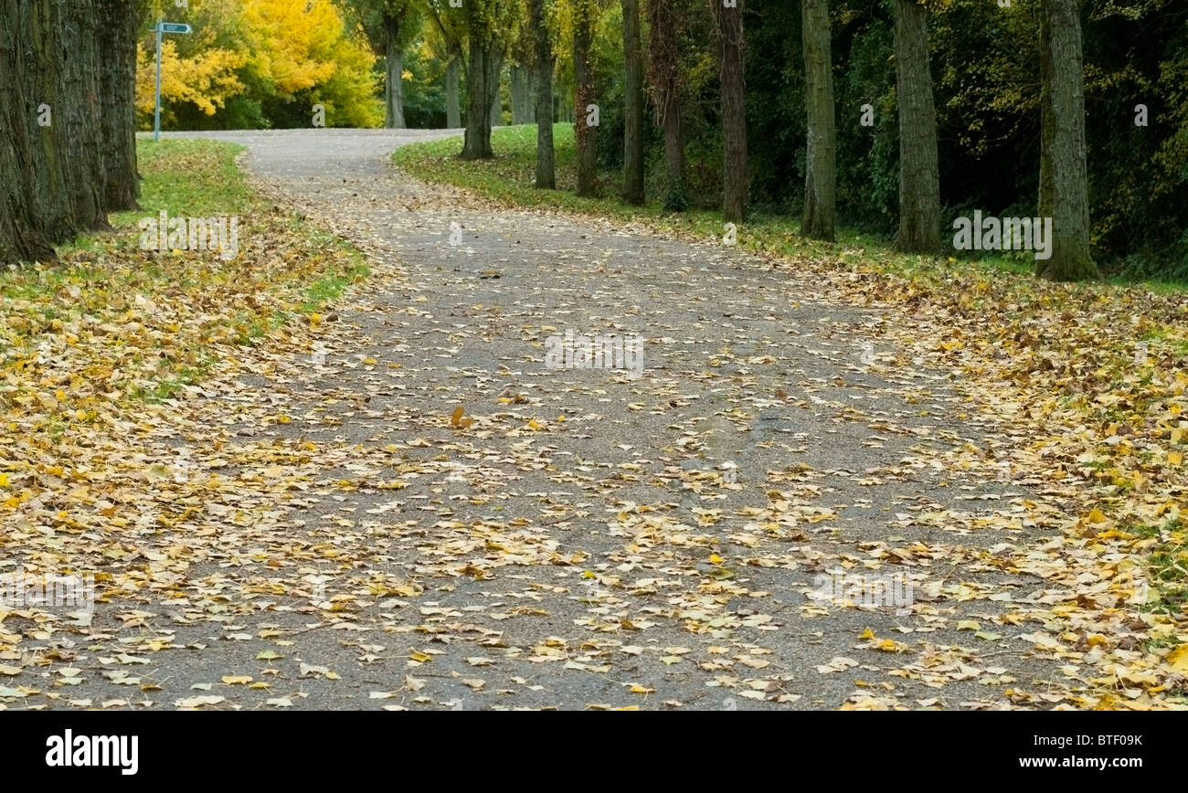 Leaves on a pathway hi-res stock photography and images - Alamy