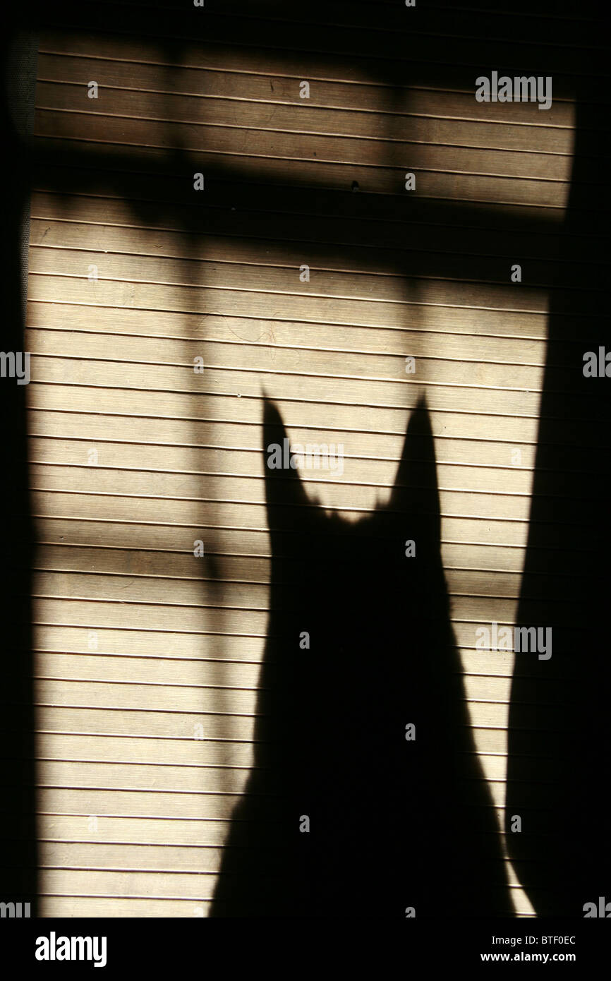 dark shadow of cat looking out of window Stock Photo - Alamy