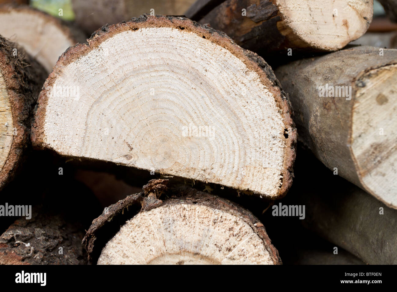 Stacked timber logs Stock Photo - Alamy