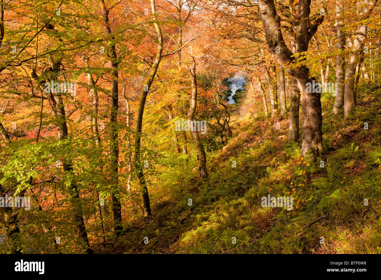 The Strid, a narrow section of the River Wharfe in the Strid Woods at ...