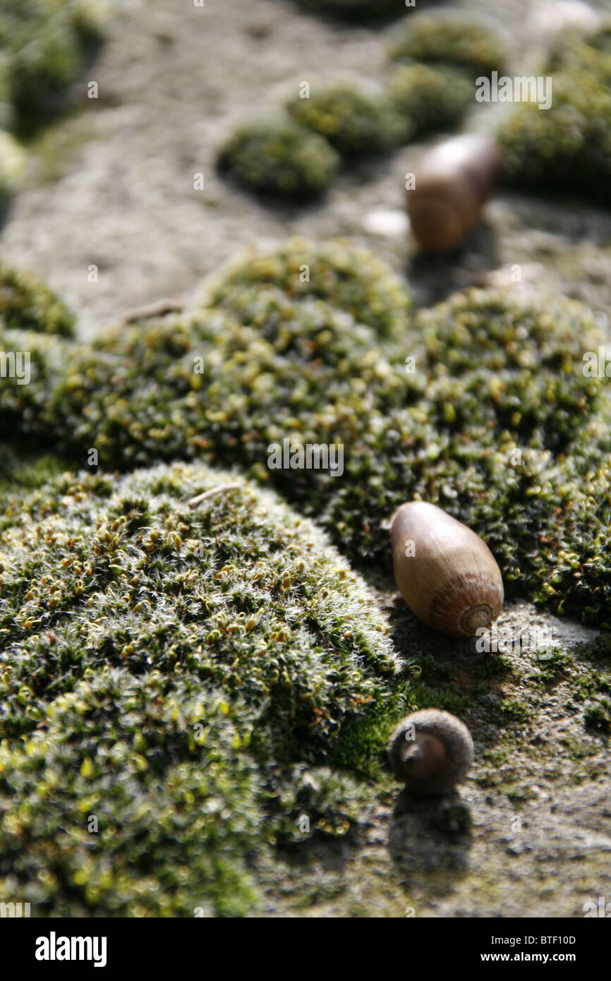 acorn type seeds on forest floor path Stock Photo - Alamy