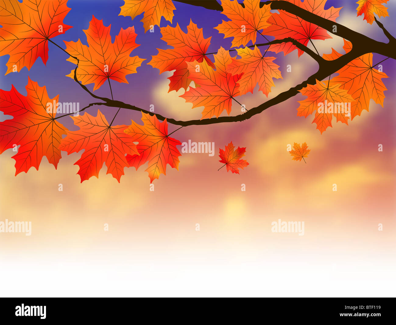Orange leafs of Maple On Sunset Stock Photo - Alamy