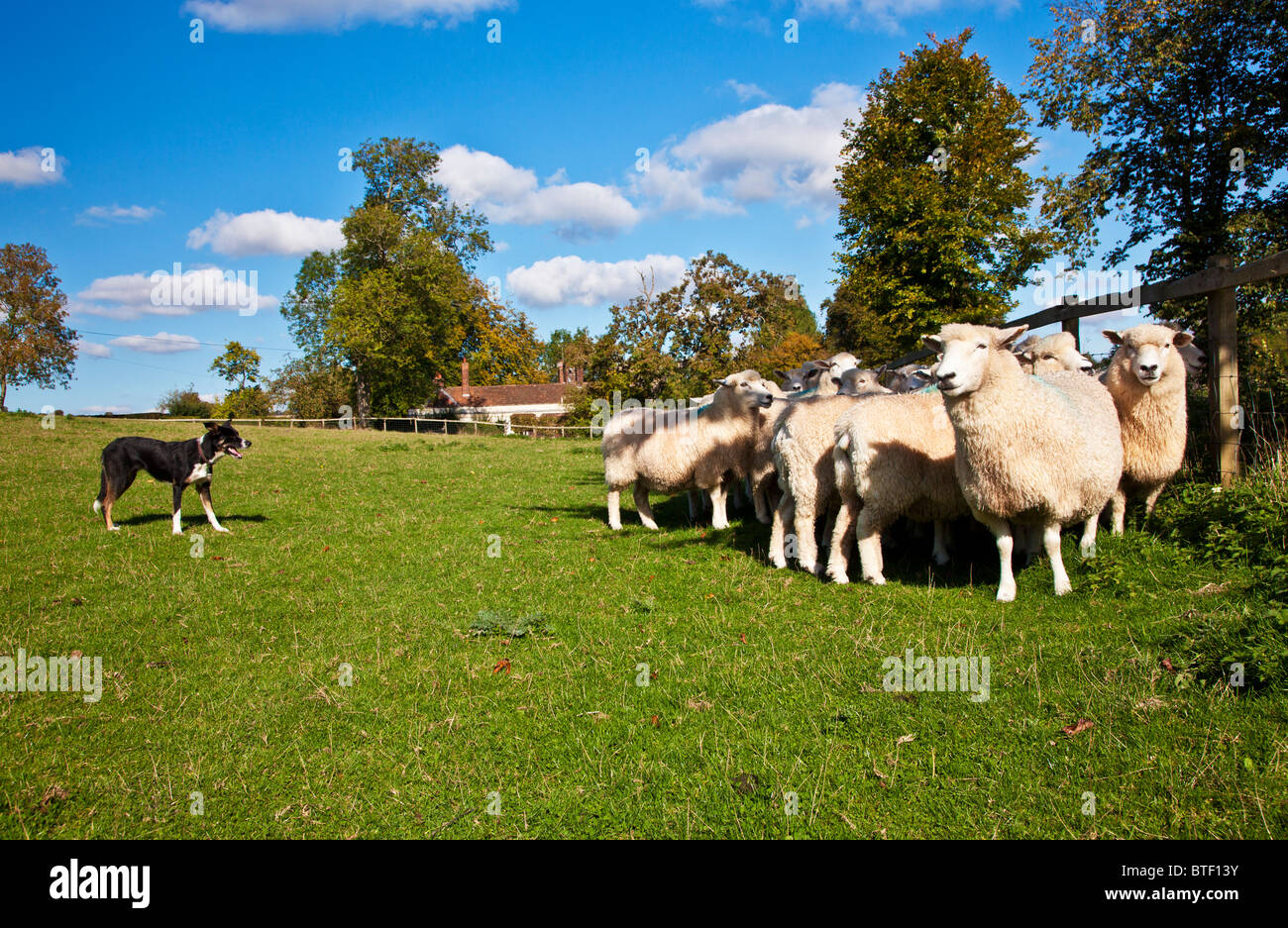 A border collie sheepdog controlling a flock of Romney sheep in a field ...