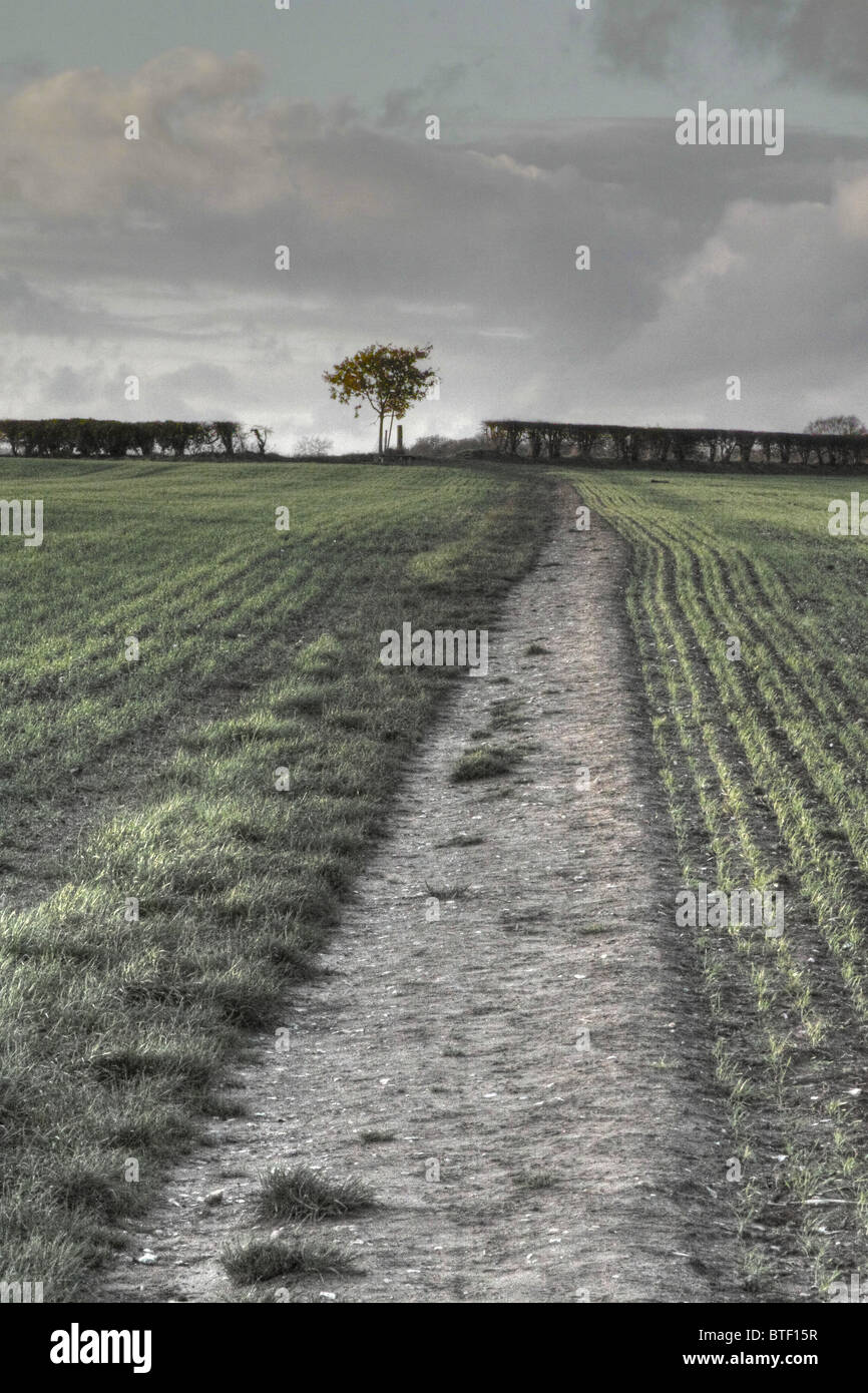 Field path and tree hi-res stock photography and images - Alamy