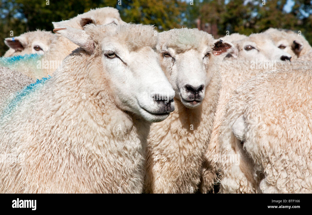 Sheep head hi-res stock photography and images - Alamy