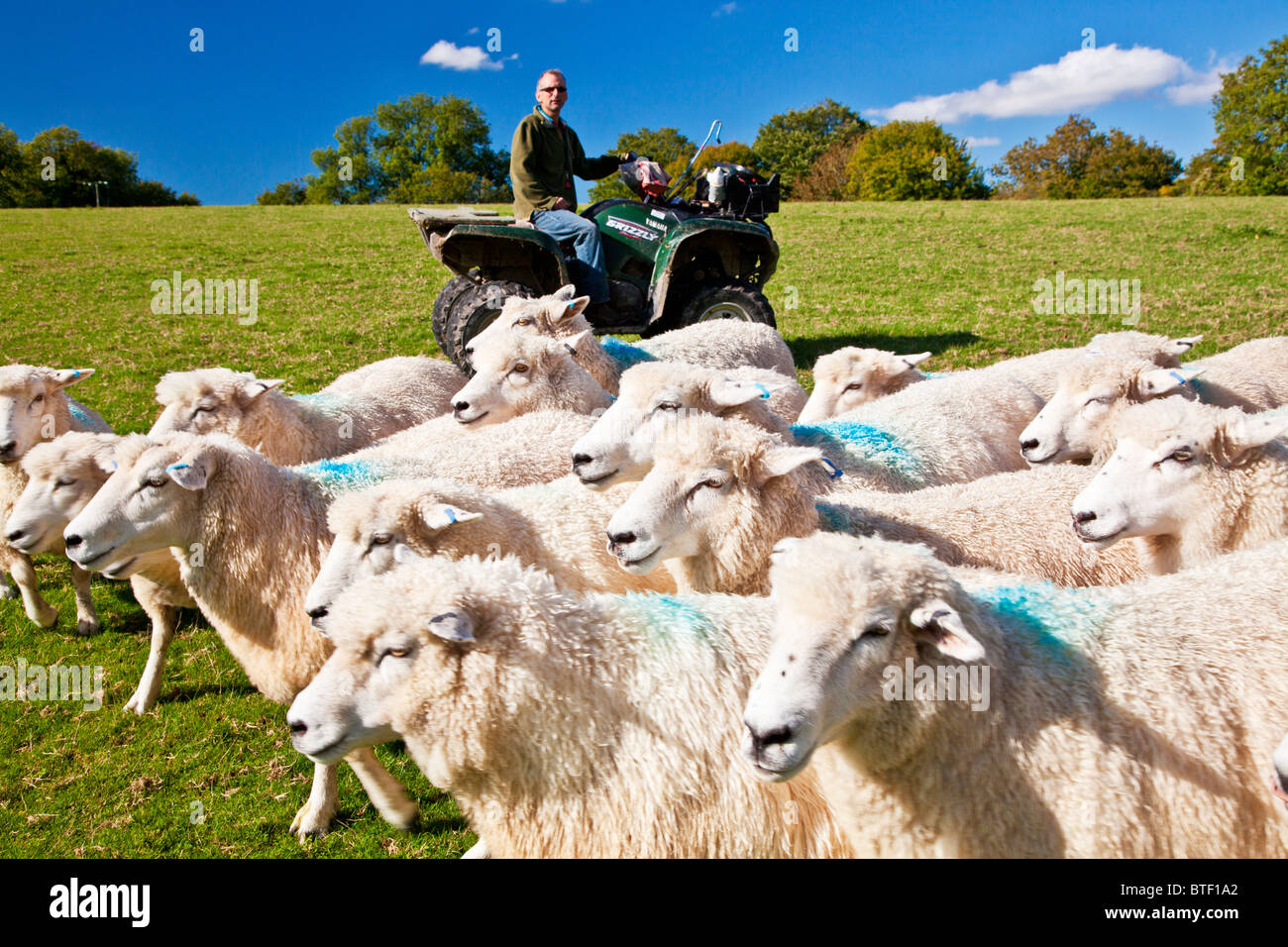 A modern day shepherd on a quad bike controlling a flock of Romney ...
