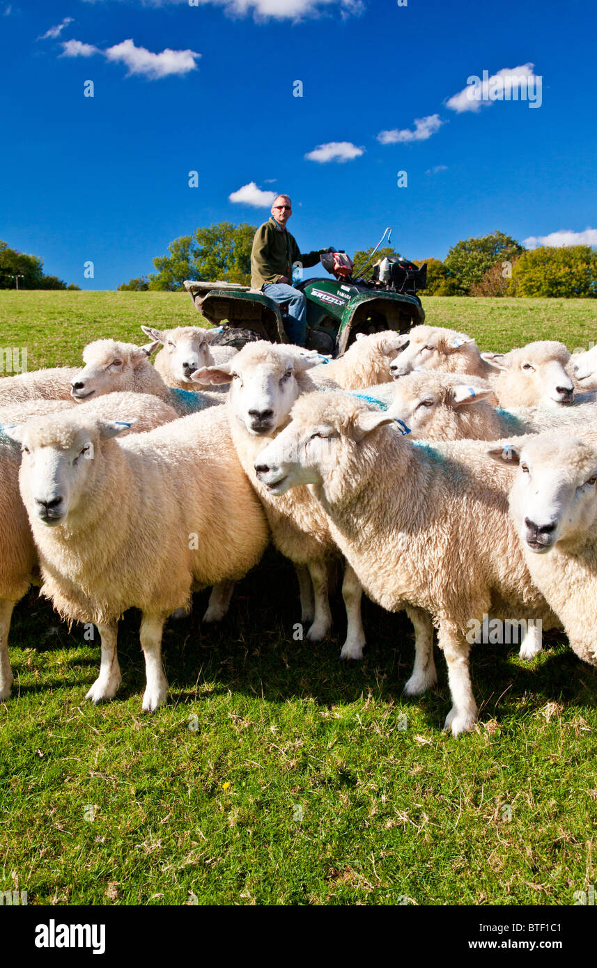 Uk Shepherd Herding Sheep Stock Photos & Uk Shepherd Herding Sheep ...