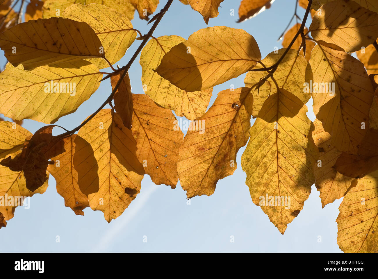 Bright lit golden foliage hi-res stock photography and images - Alamy
