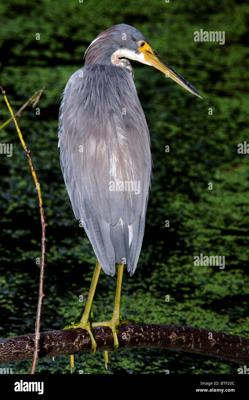 Tri-Colored Heron South FLorida Stock Photo - Alamy