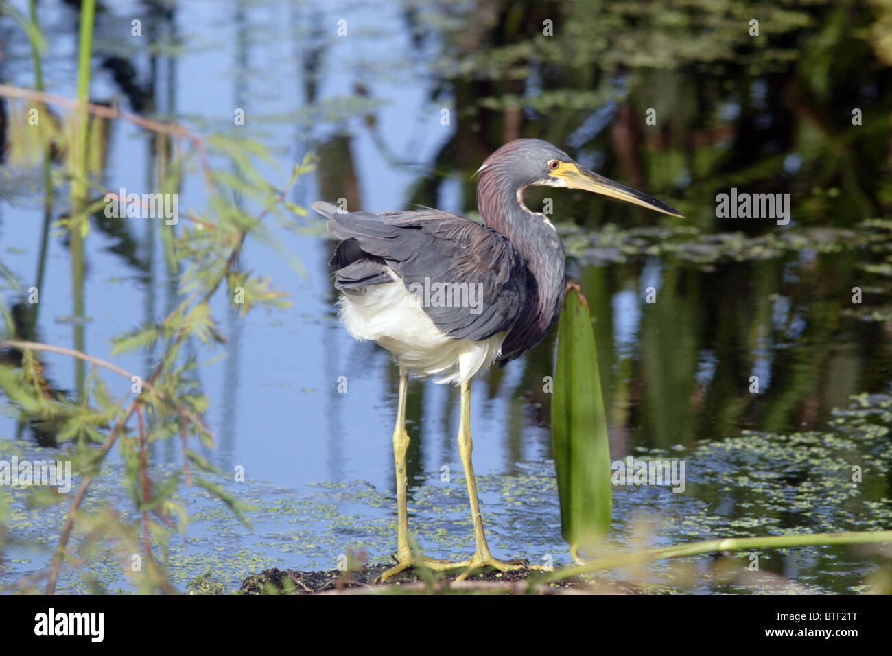 Tri-Colored Heron South FLorida Stock Photo - Alamy