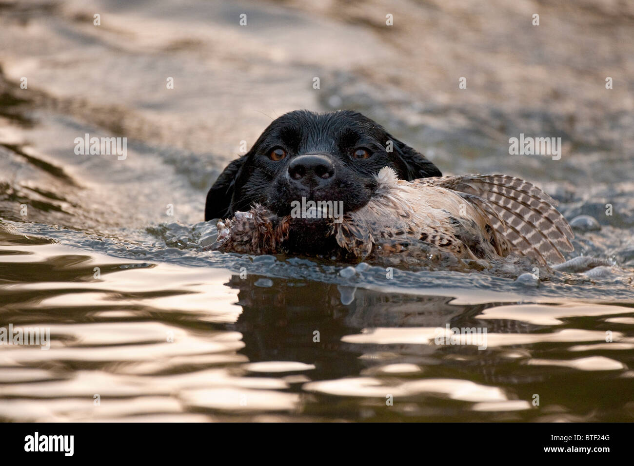 Black Labrador Retriever retrieving Stock Photo - Alamy
