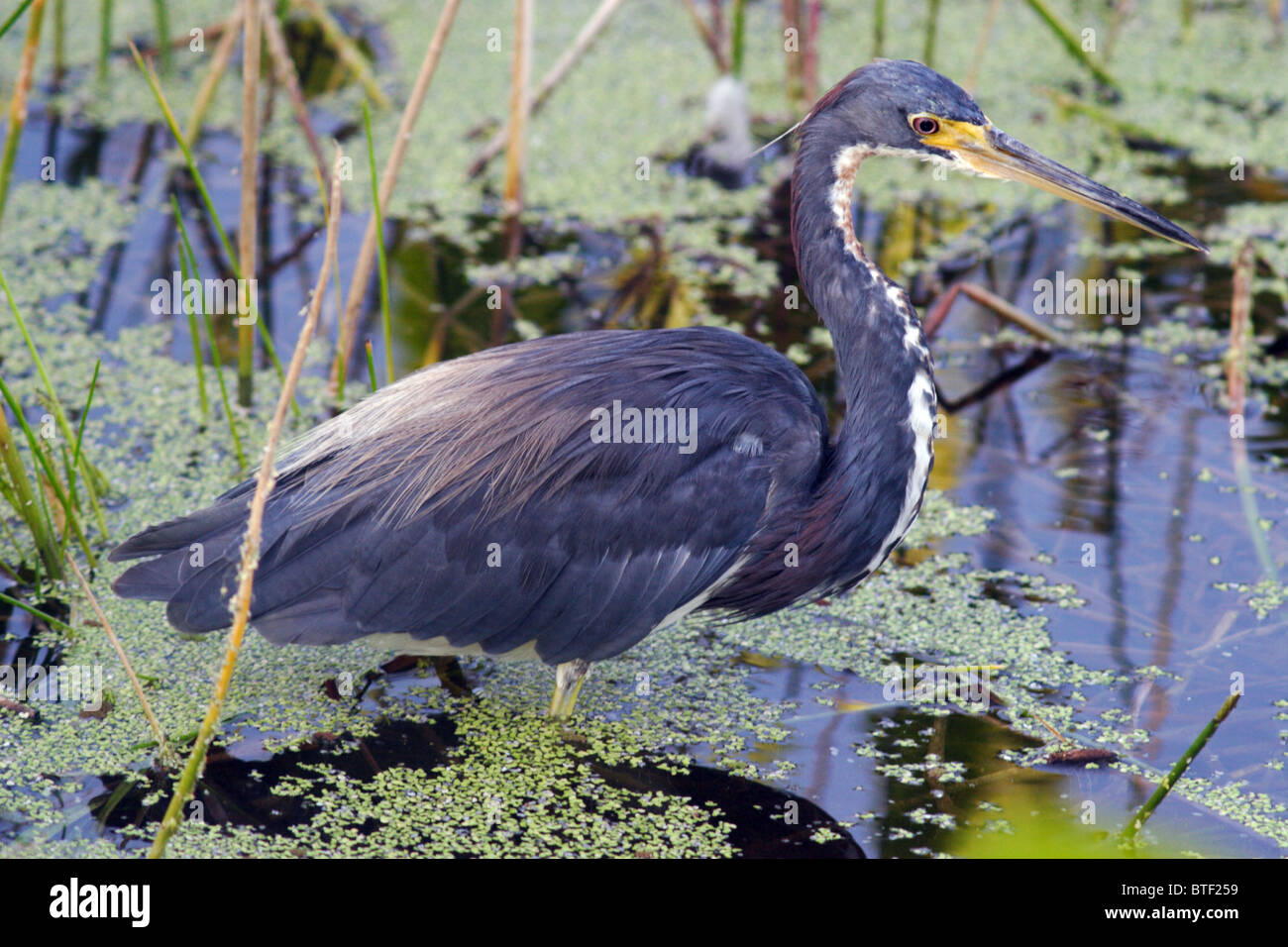 Tri-Colored Heron South FLorida Stock Photo - Alamy