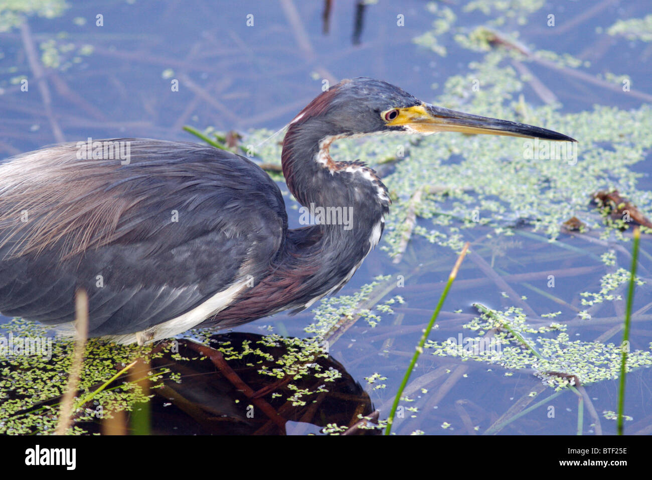 Tri-Colored Heron South FLorida Stock Photo - Alamy