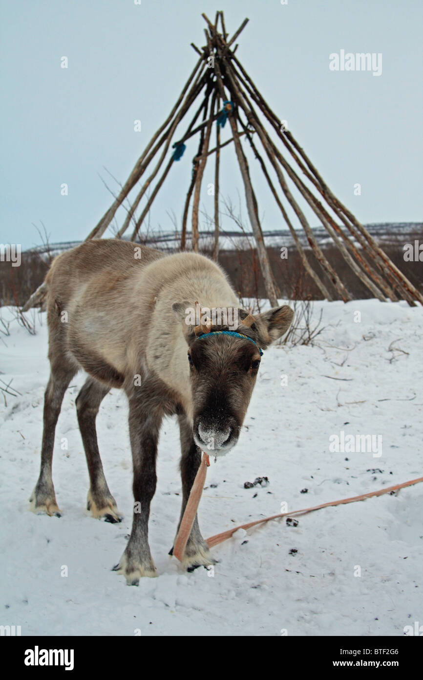 Finnmark reindeer hi-res stock photography and images - Alamy