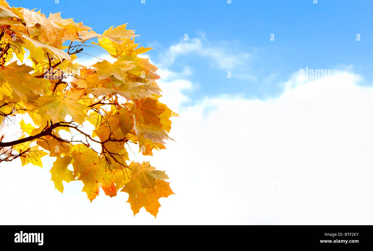 White background wallpaper Cut Out Stock Images & Pictures - Alamy