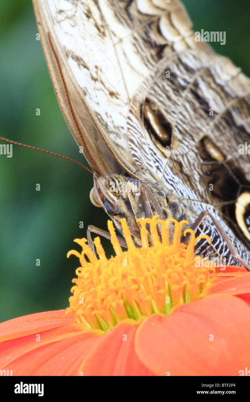 Butterly pattern hi-res stock photography and images - Alamy
