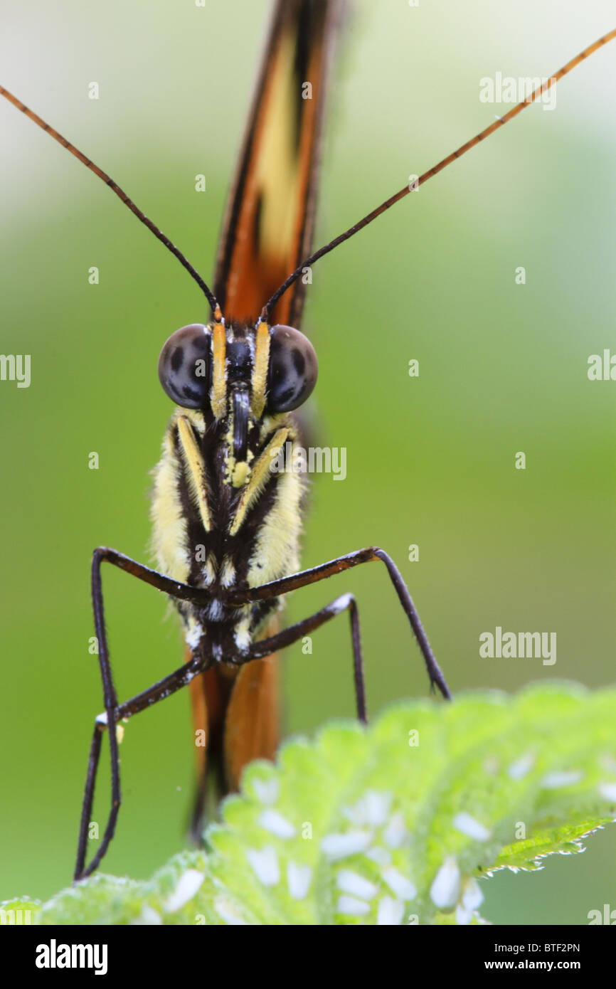 Butterly hi-res stock photography and images - Alamy