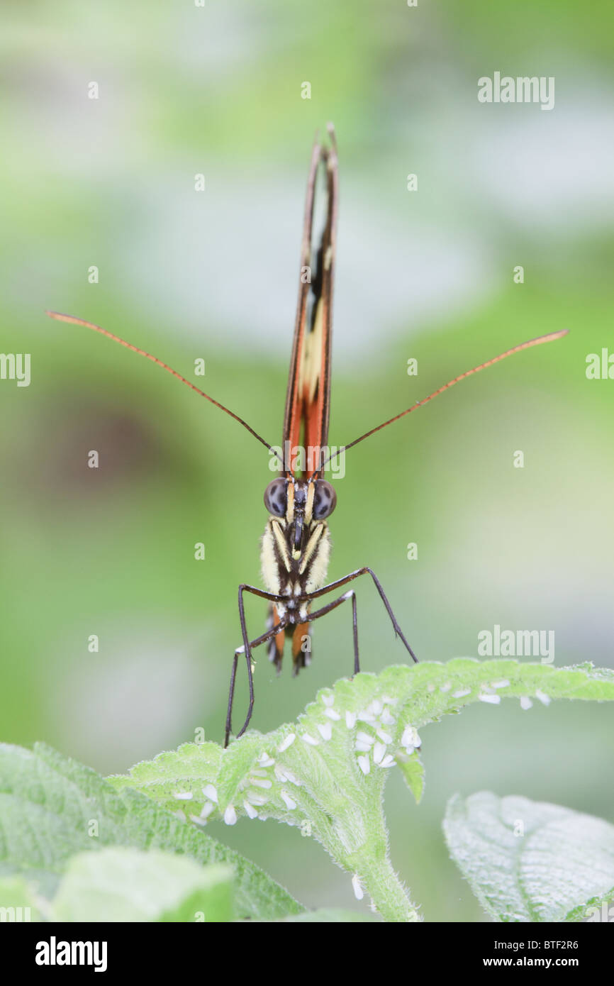 Butterly pattern hi-res stock photography and images - Alamy