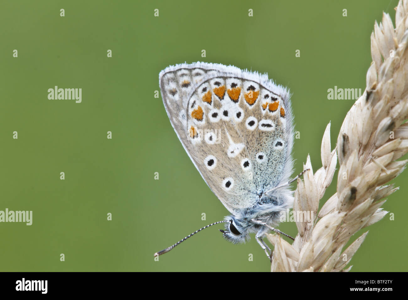 Butterly pattern hi-res stock photography and images - Alamy