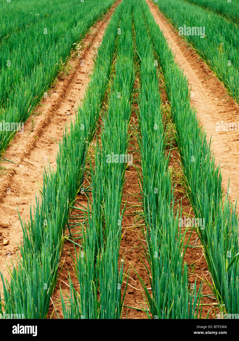 crops in a row in a field Stock Photo - Alamy