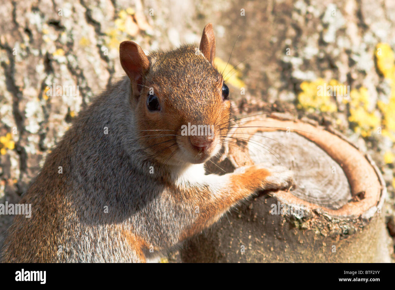 Red haired squirrel hi-res stock photography and images - Alamy