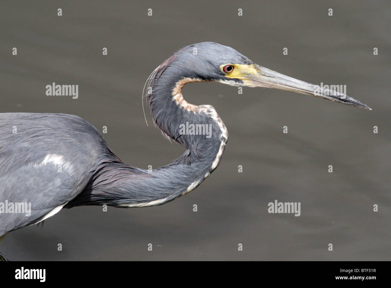 Tri-Colored Heron South FLorida Stock Photo - Alamy