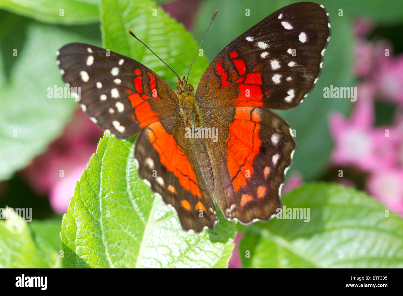 Monarch butterly nature hi-res stock photography and images - Alamy