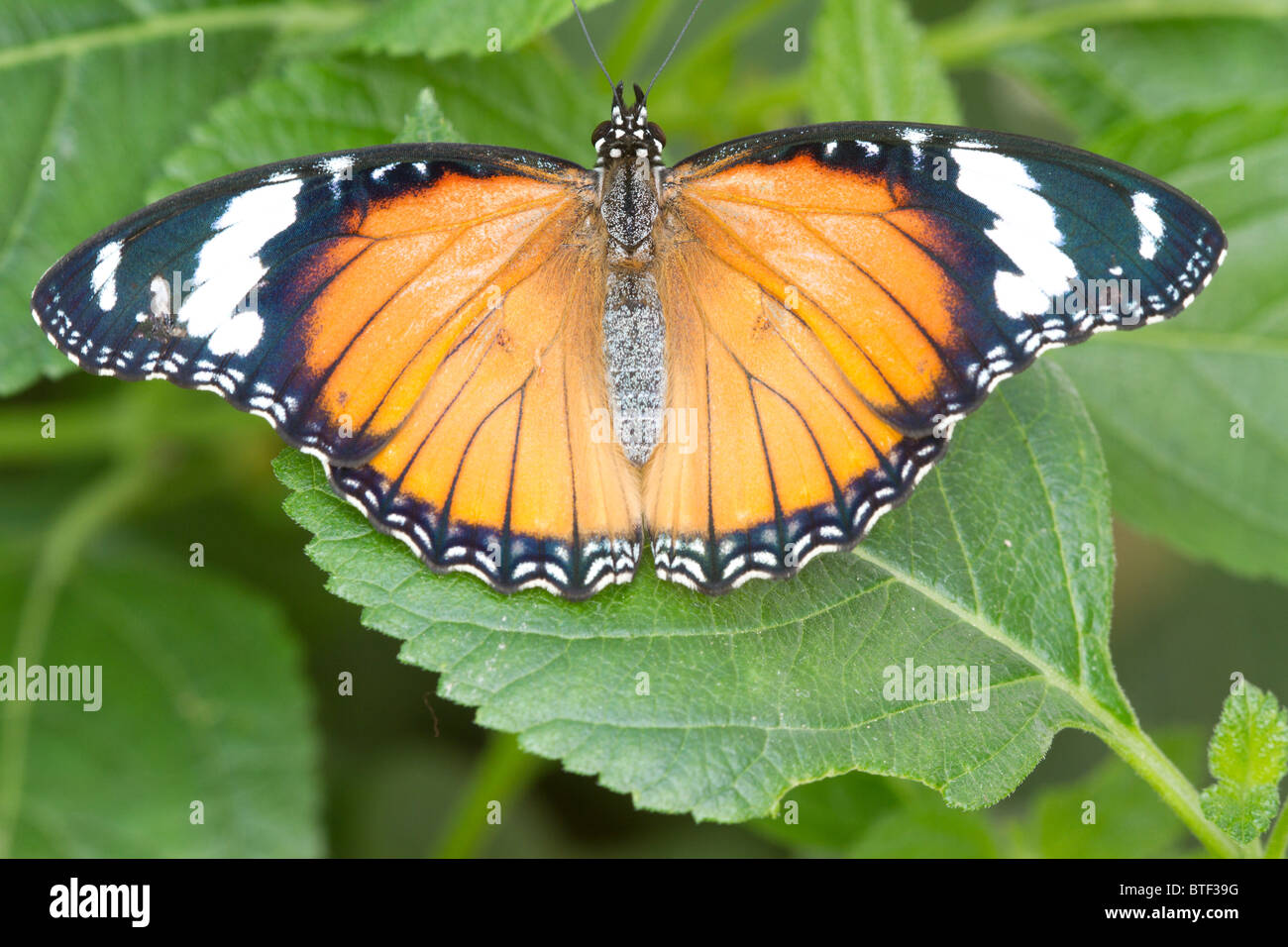 Monarch butterly nature hi-res stock photography and images - Alamy