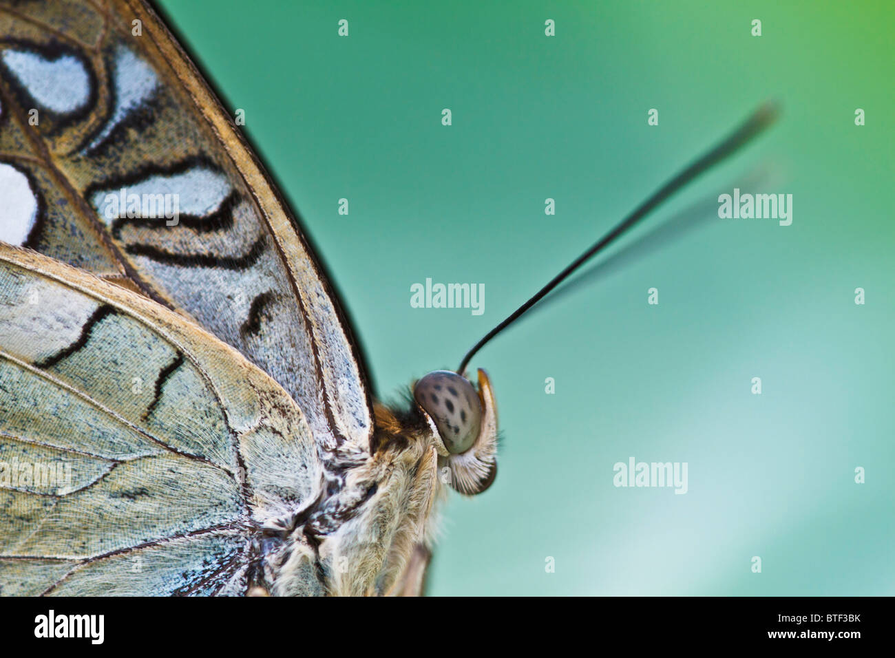 Butterly pattern hi-res stock photography and images - Alamy