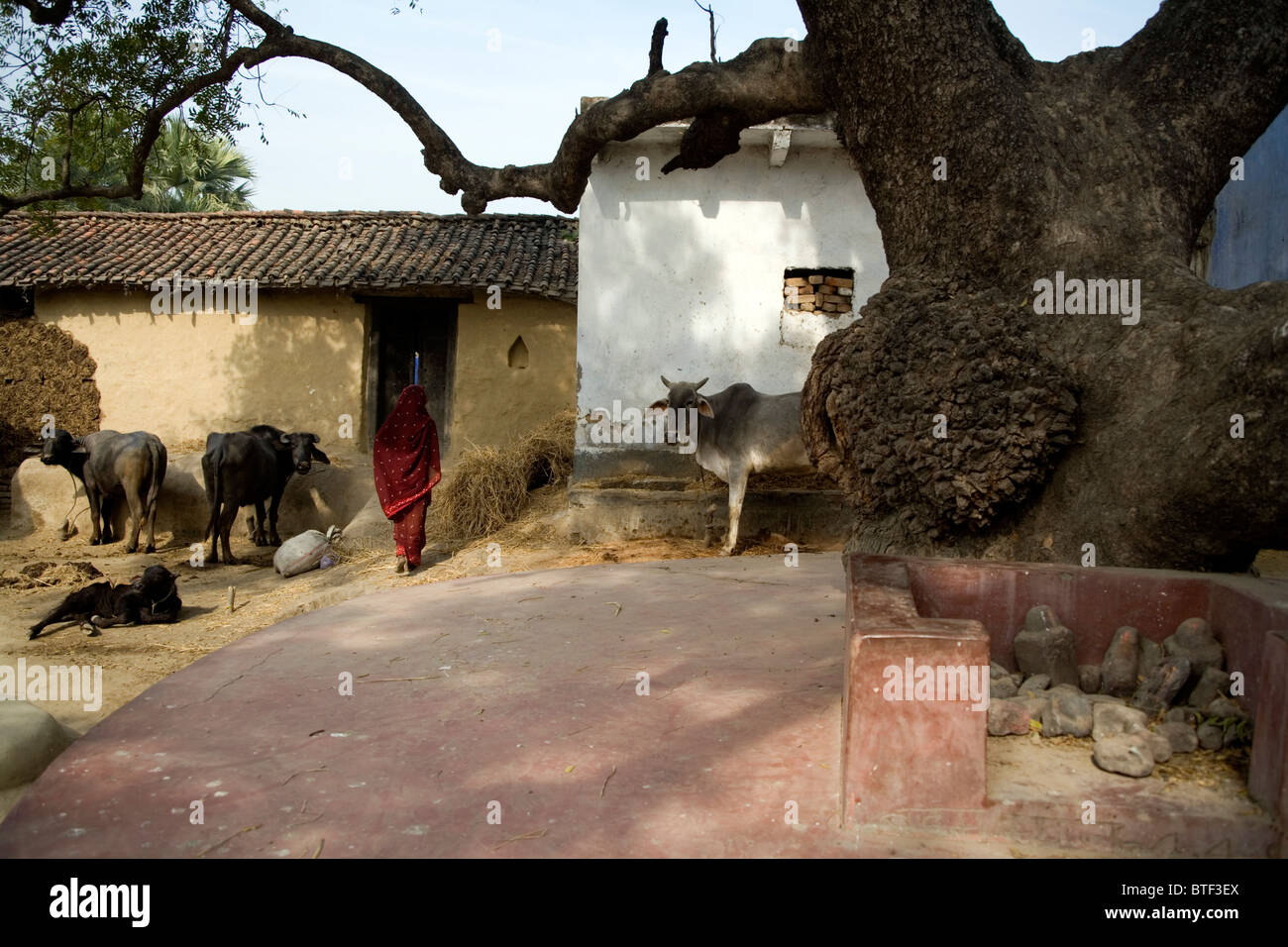 Remote village of Bhojpur, Ara, Bihar, India Stock Photo - Alamy