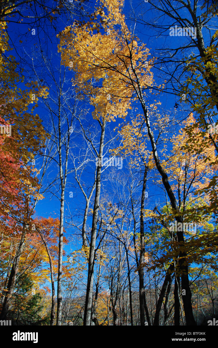 Trees in Fall, New England, USA Stock Photo - Alamy