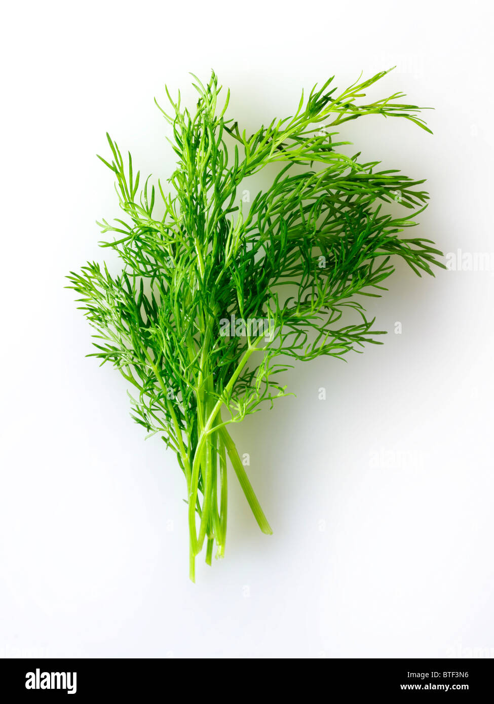 Top shot of fresh Fennel herb leaf leaves against a white background ...